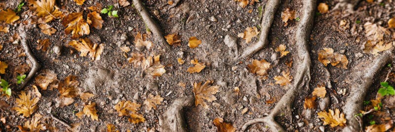 Autumn Leaves Scattered on Forest Floor with Exposed Tree Roots Stock ...