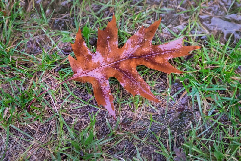 Scattered Autumn Leaves Background Stock Images - Download 1,977 ...