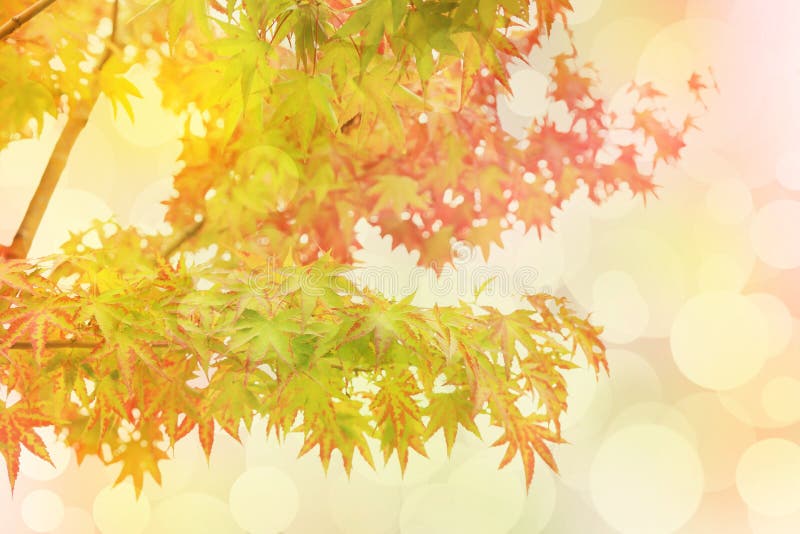 Autumn Leaves Scene, Red Maples on Branch with Light and Bokeh. Stock ...