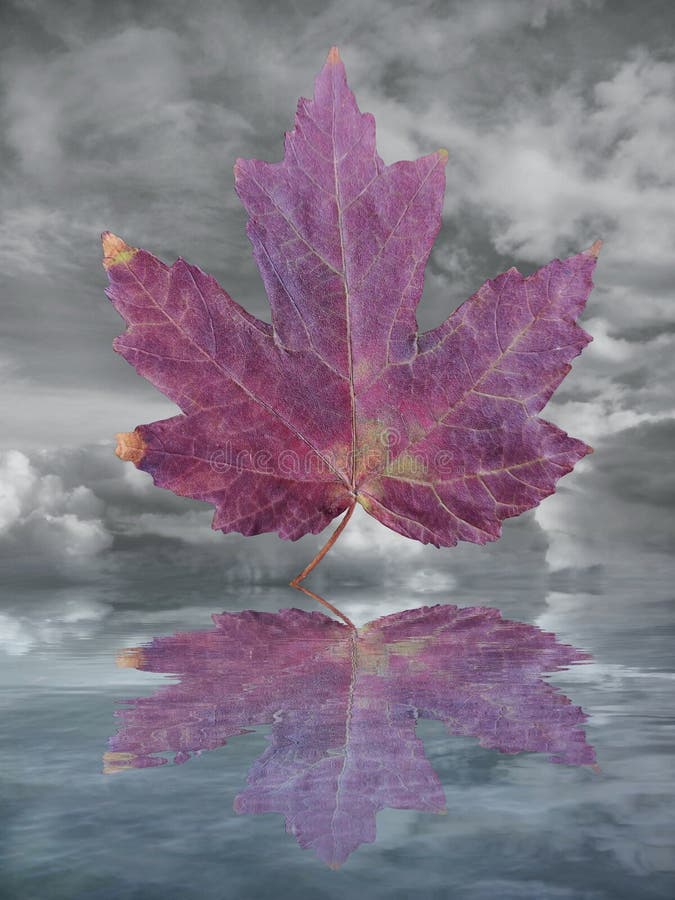 Autumn Leaves in Sea Reflection with Stormy Clouds and Selective Color ...
