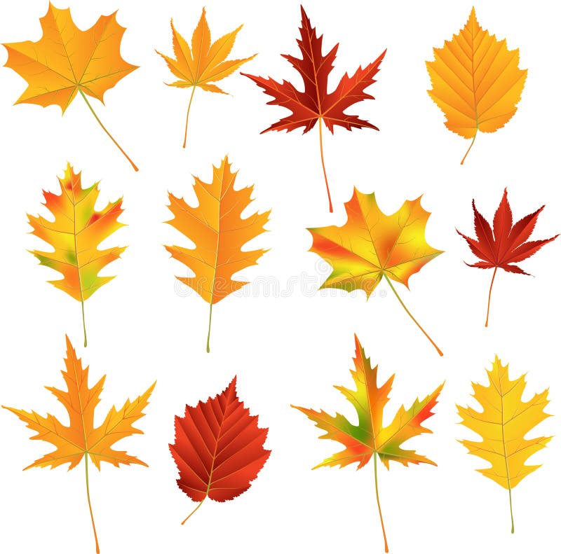Autumn leaves stock vector. Illustration of autumn, fale - 10852726