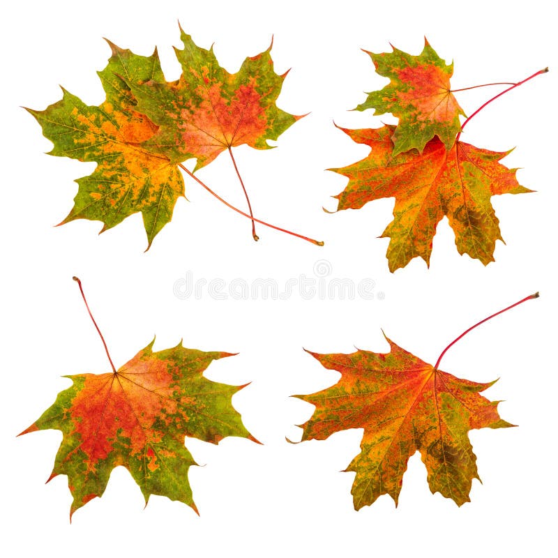 Autumn Leaves Set Collection. Maple Leaves Isolated on White Background ...