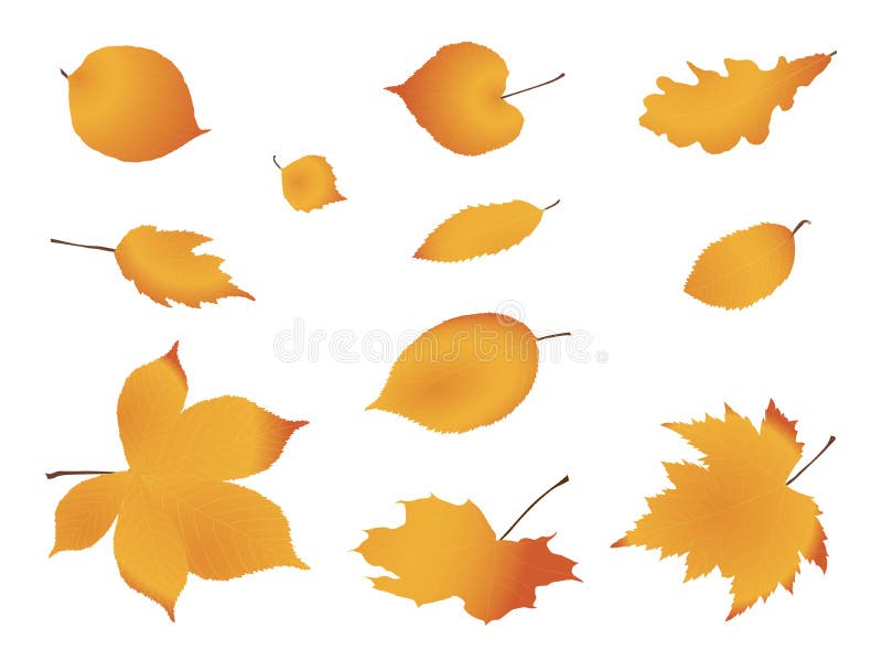 Autumn Leaves Set. Isolated on White Background. Stock Vector ...