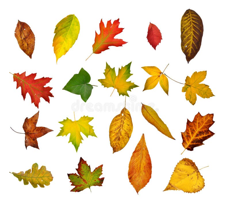 Autumn leaves collection stock photo. Image of fall, leaves - 11271222