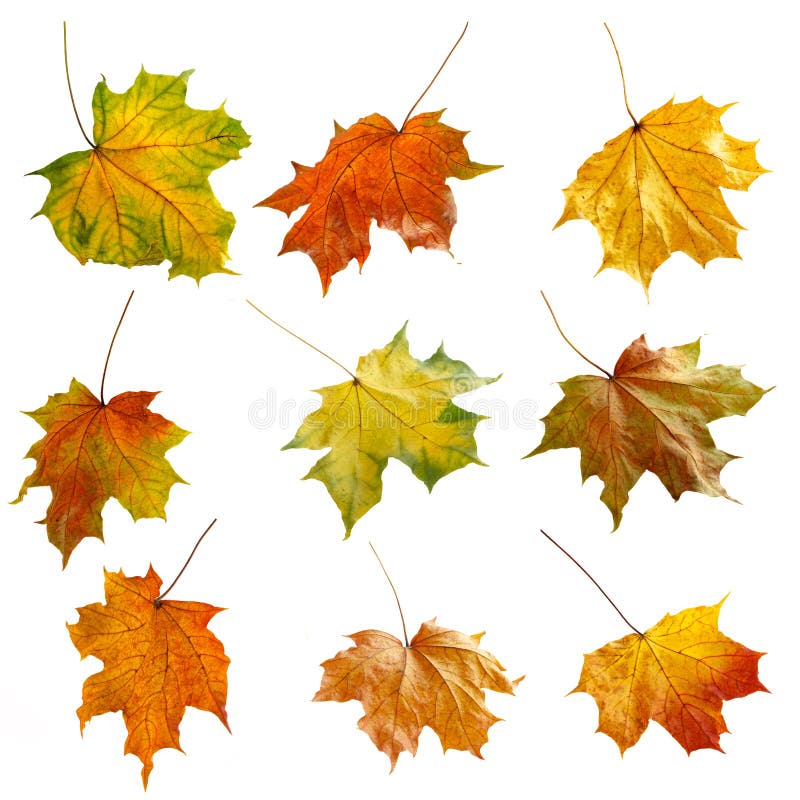 Autumn Leaves Set. Isolated on White Background Stock Photo - Image of ...