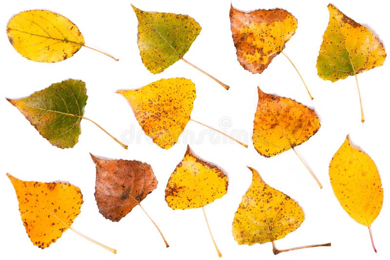 Autumn Leaves Set Isolated on White Background. Stock Photo - Image of ...