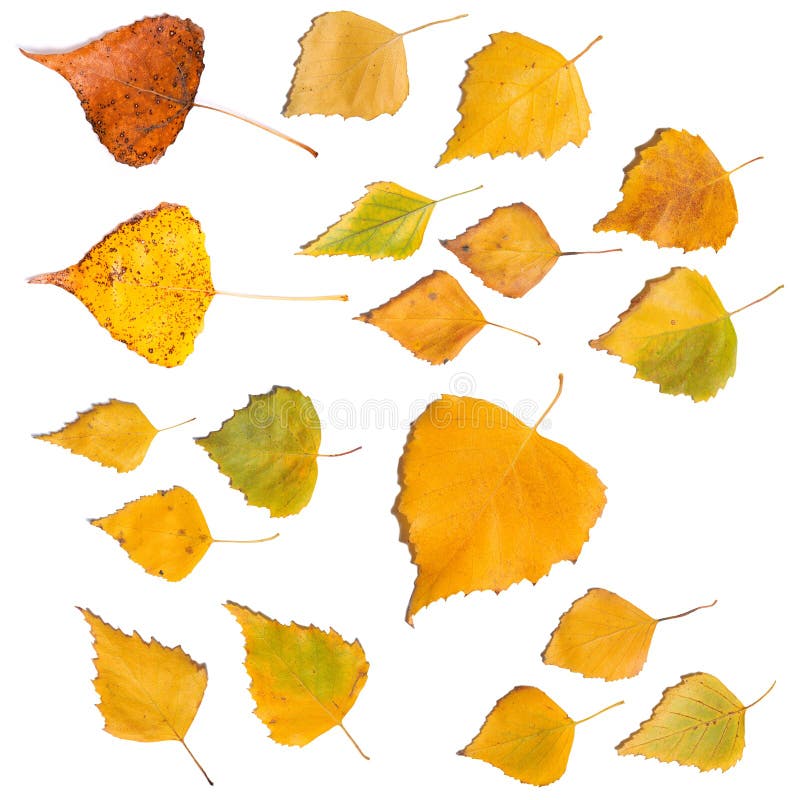 Autumn Leaves Set Isolated on White Background. Stock Photo - Image of ...