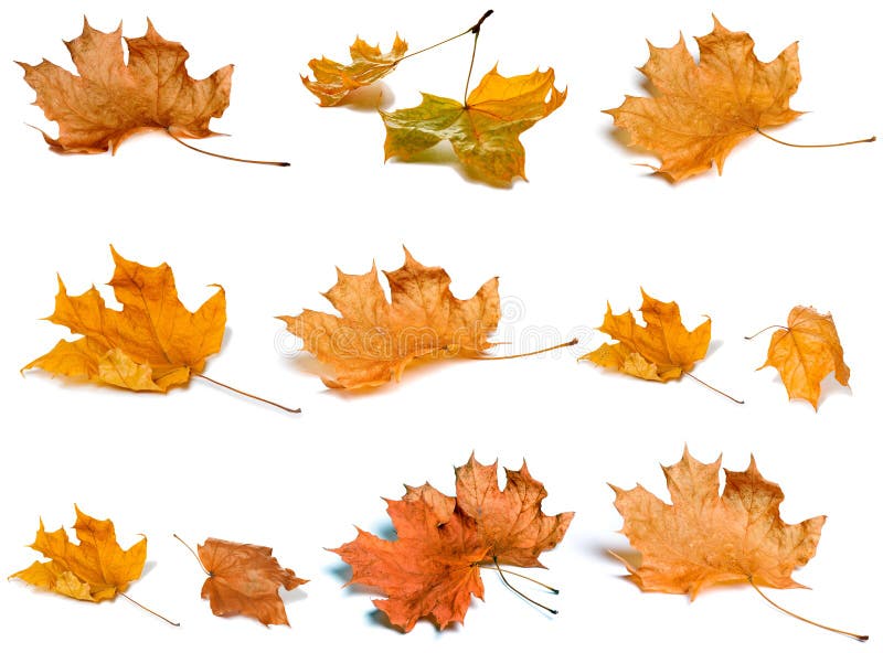 Autumn Leaves Set Isolated on White Background. Stock Photo - Image of ...