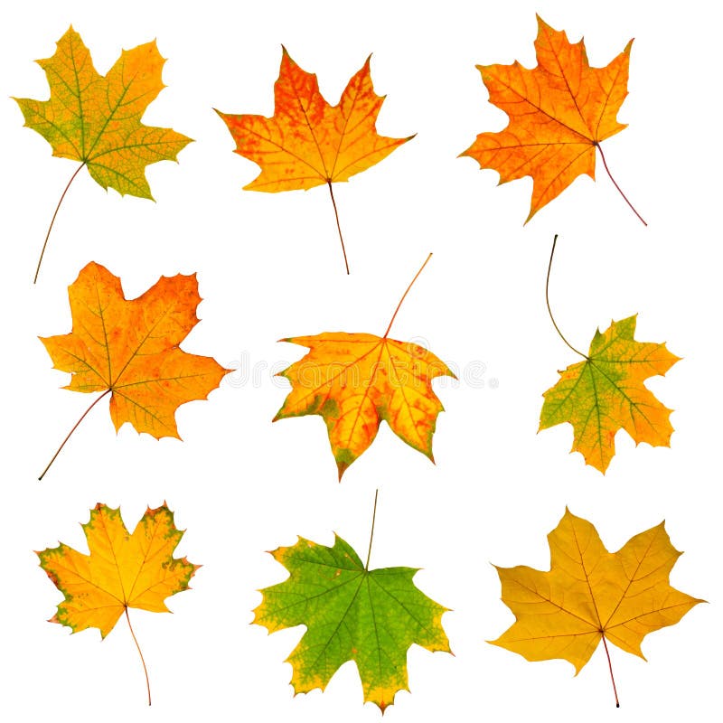 Autumn Leaves Set Isolated on White Background. Stock Photo - Image of ...