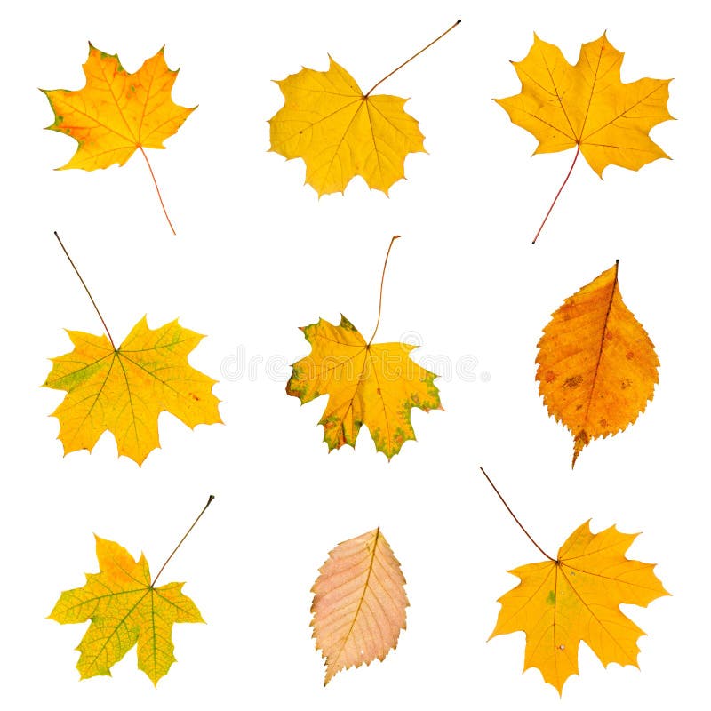 Autumn Leaves Set Isolated on White Background. Stock Photo - Image of ...