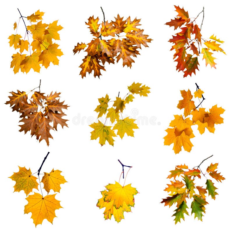 Autumn Leaves Set Isolated on White Background. Stock Photo - Image of ...