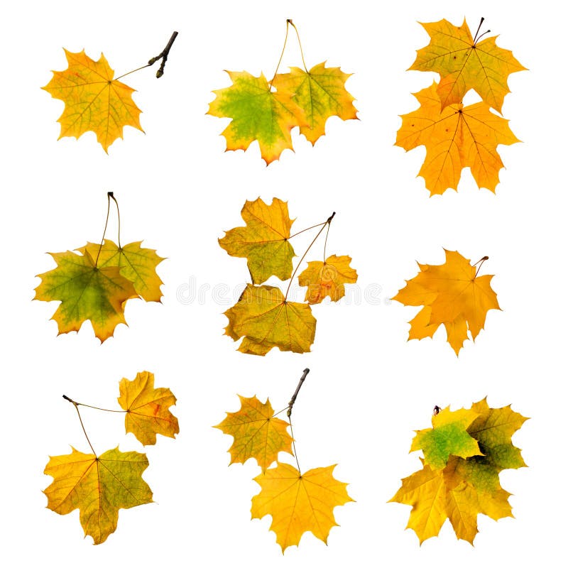 Autumn Leaves Set Isolated on White Background. Stock Photo - Image of ...