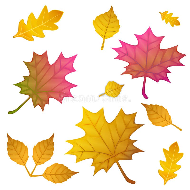 Autumn Leaves Set, Isolated on White Background. Flat Style, Vector ...