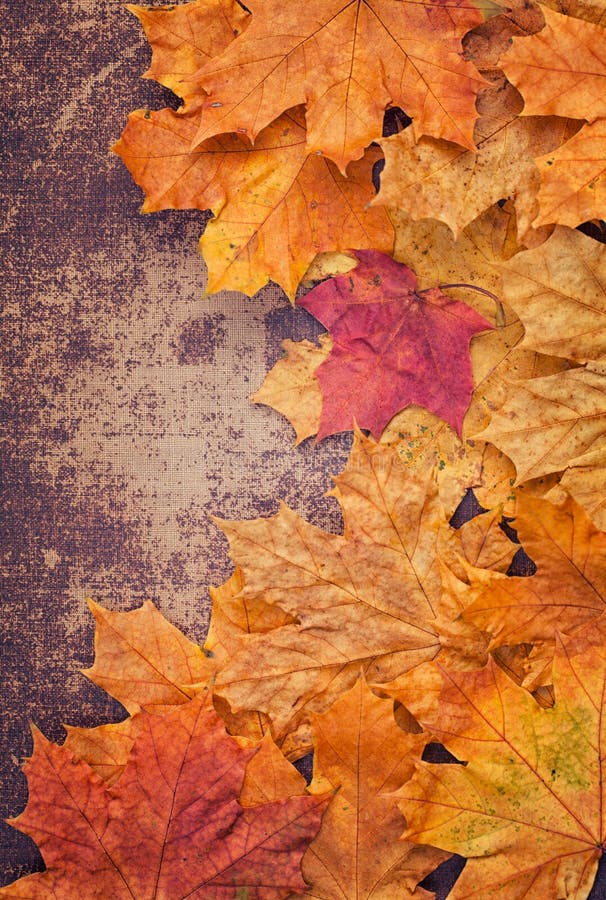 Autumn Leaves on a Shabby Chic Background Stock Image - Image of ...