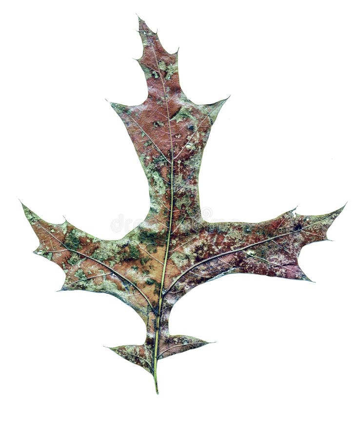 Autumn single pumpkin stock image. Image of leaves, food - 23426467