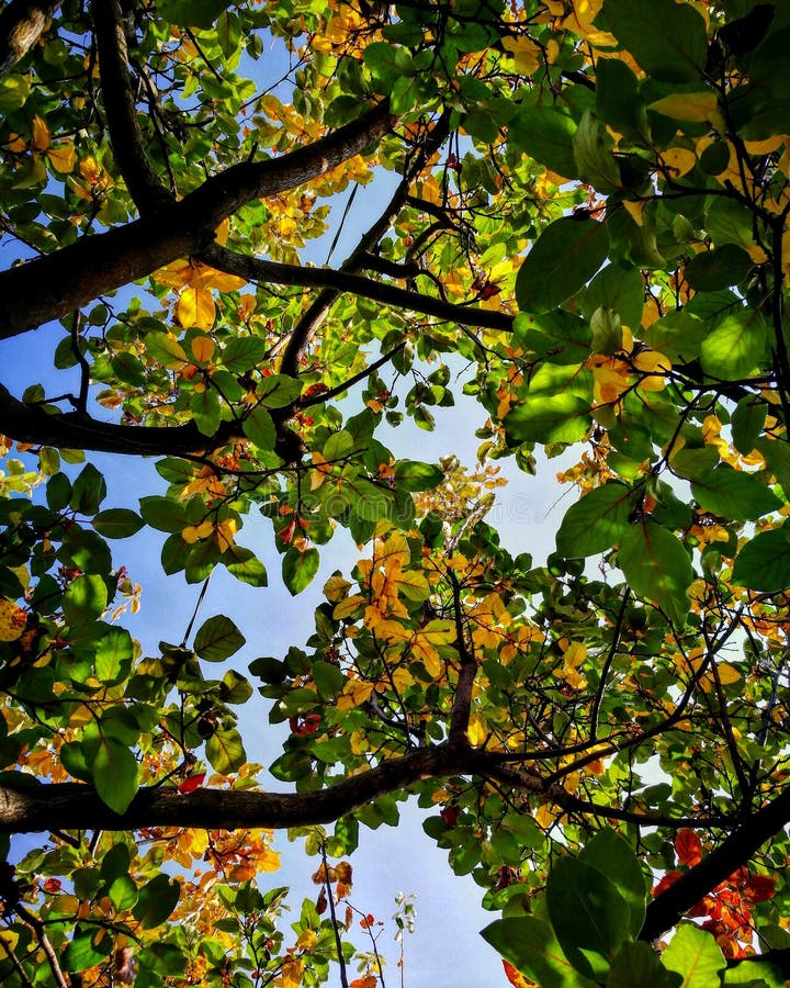 Tree stock photo. Image of blue, autumn, leaves, tree - 107594358