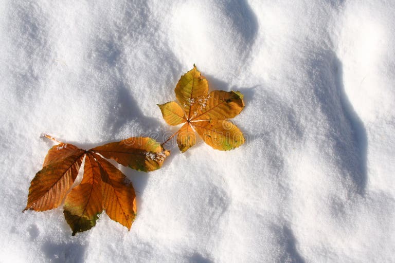 82,390 Autumn Leaf Snow Stock Photos - Free & Royalty-Free Stock Photos ...