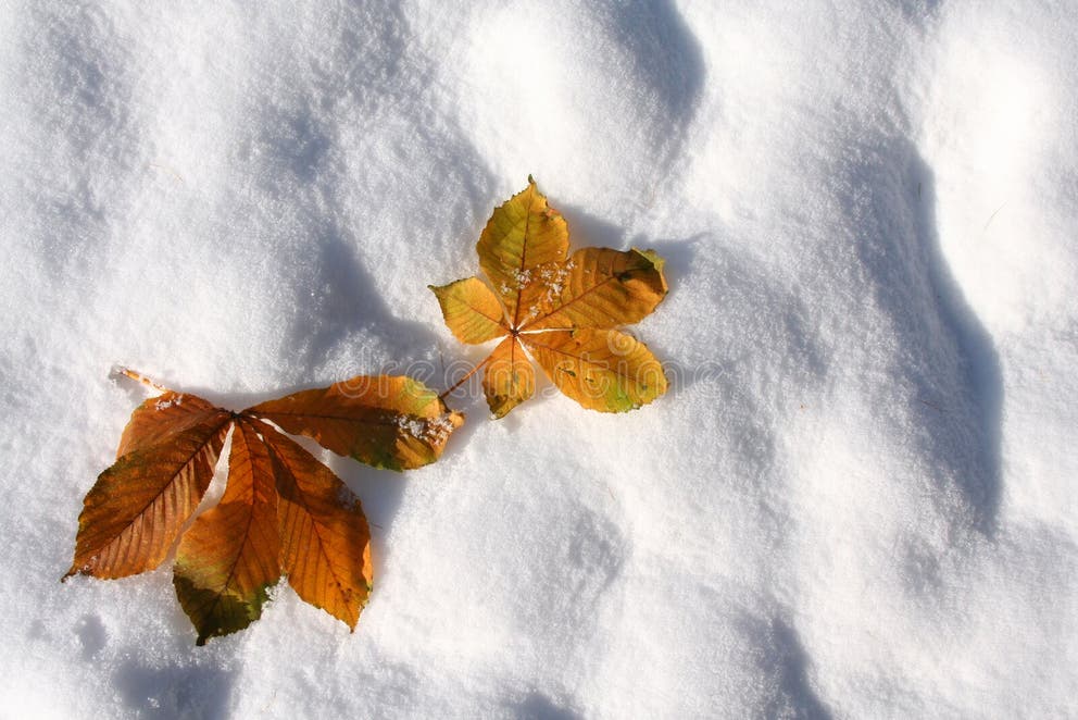 Autumn leaves on the snow. stock photo. Image of shadow - 3423820