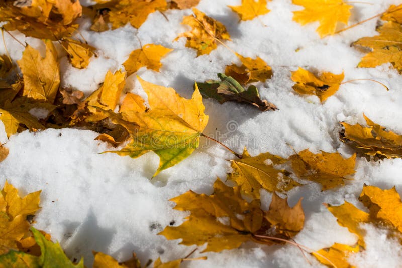 Autumn leaves in snow stock image. Image of pale, park - 46553159