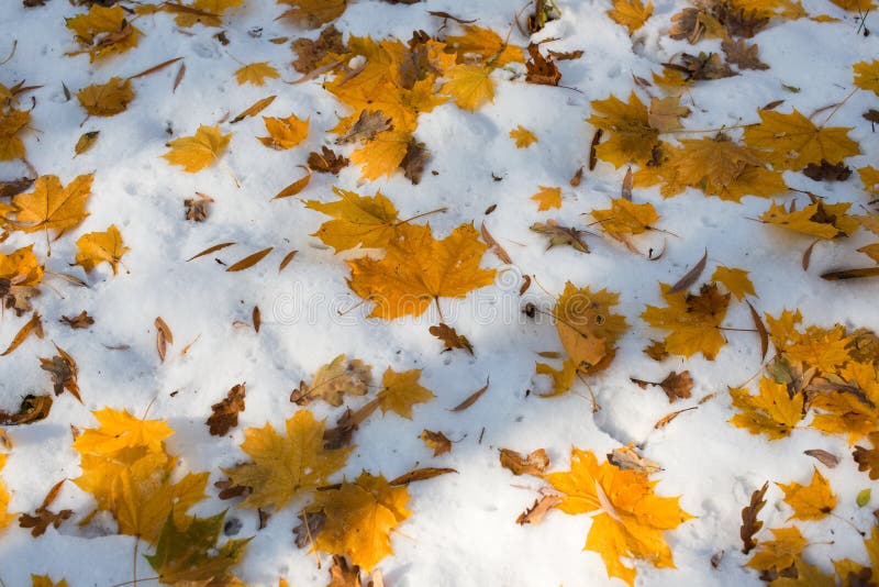 Autumn leaves in snow stock image. Image of covering - 46553767