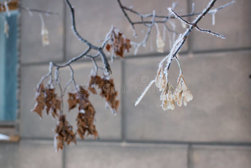 Autumn Leaves on the Snow. Cold Day Stock Image - Image of seasonal ...
