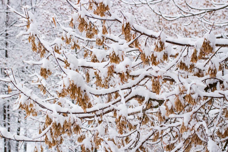 Autumn Leaves on the Snow. Cold Stock Photo - Image of season, lonely ...