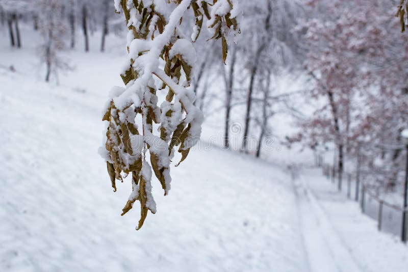 Autumn Leaves on the Snow. Cold Stock Image - Image of fall, abstract ...