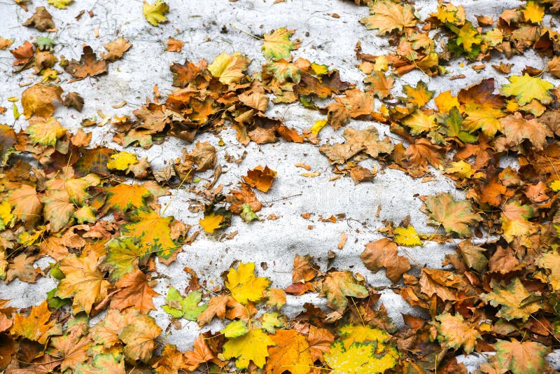 Autumn Leaves in the Snow. Natural Texture Background Stock Image ...
