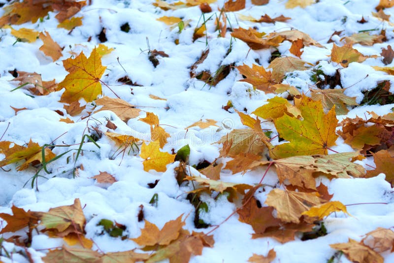 Autumn leaves in the snow stock photo. Image of cold - 50453644