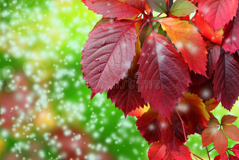 Autumn Leaves and Snowflakes Stock Image - Image of group, outdoors ...