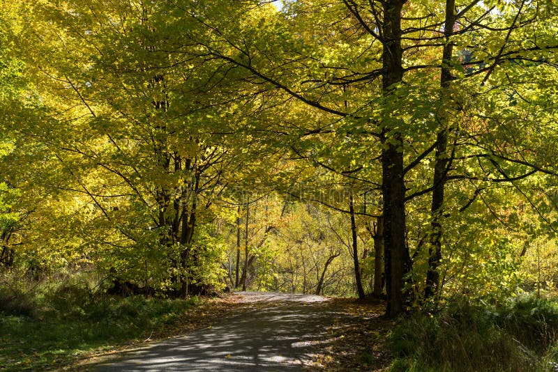 Pathway into a Forest in Autumn Stock Image - Image of nature ...