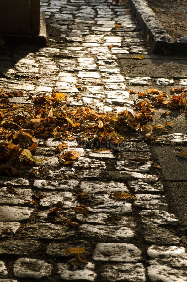 Autumn leaves stock image. Image of nature, background - 57479073