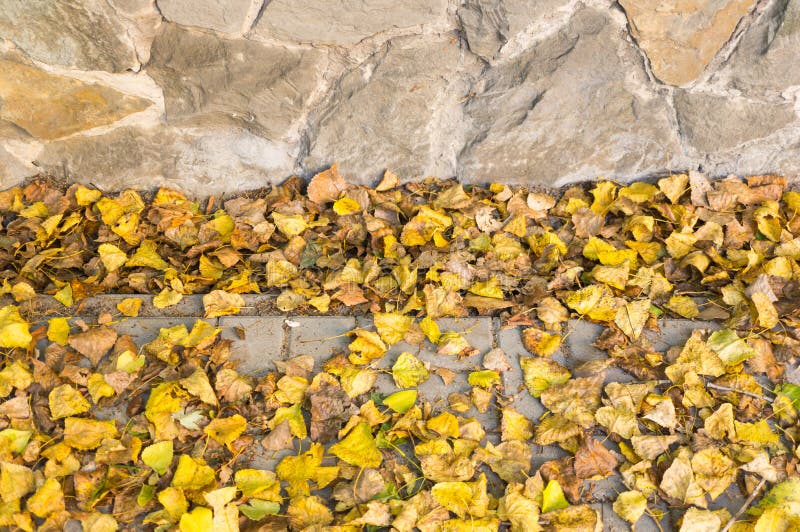Autumn leaves stock photo. Image of leaf, stone, grass - 45018668