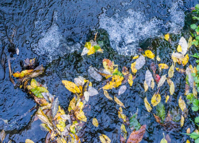 Autumn Leaves in Stream stock image. Image of water - 127820235
