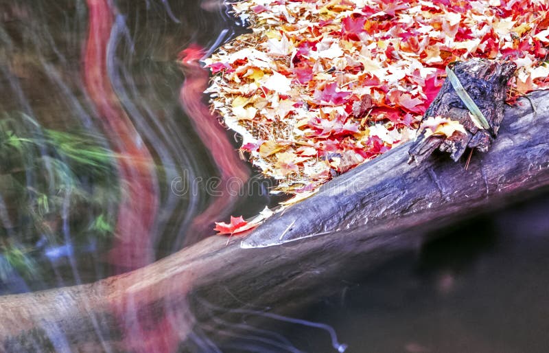 Autumn leaves in stream stock image. Image of background - 78458813