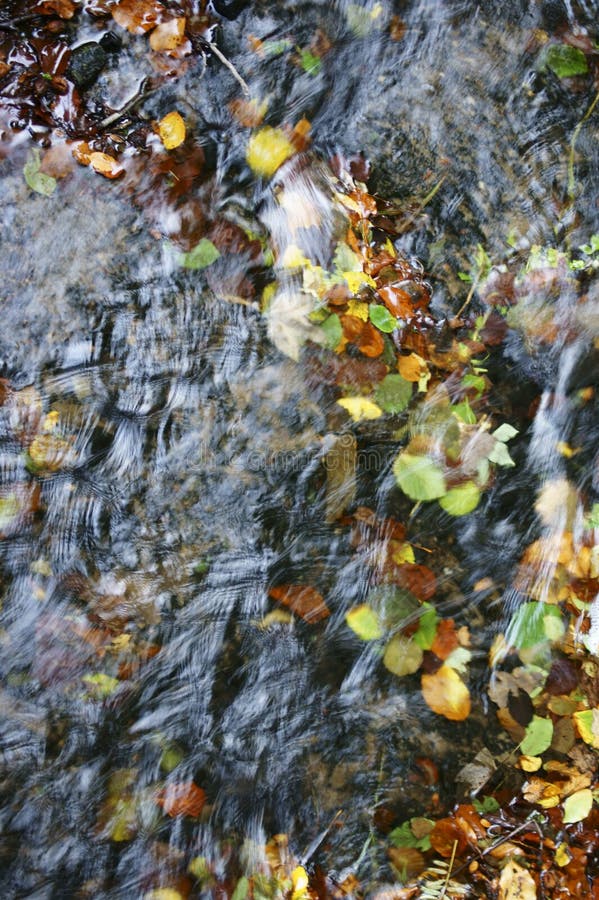 Autumn leaves in stream stock image. Image of stream - 45108989