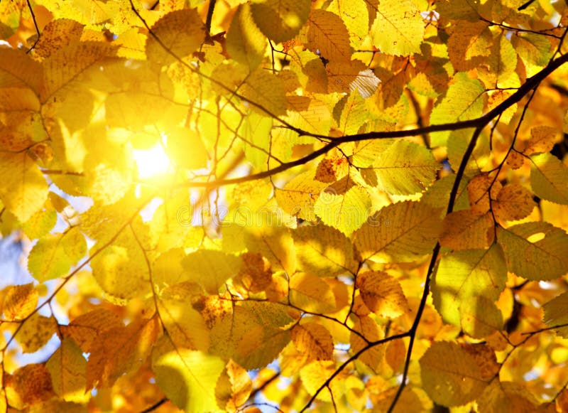 Autumn leaves and sun stock photo. Image of outdoors - 10758986