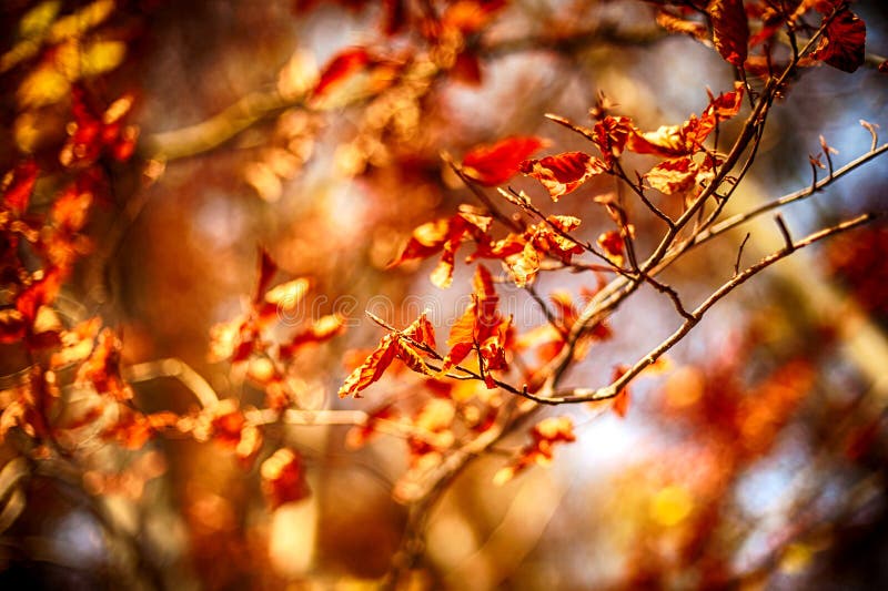 Autumn Leaves on the Sun and Blurred Trees. Fall Background Stock Photo ...