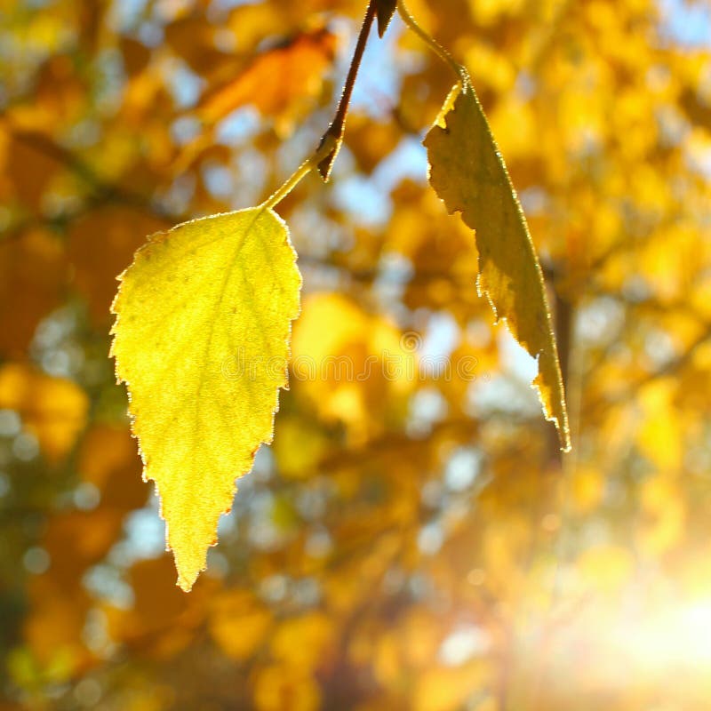 Autumn Leaves in the Sun, Concept of Changing Seasons, Blurred ...