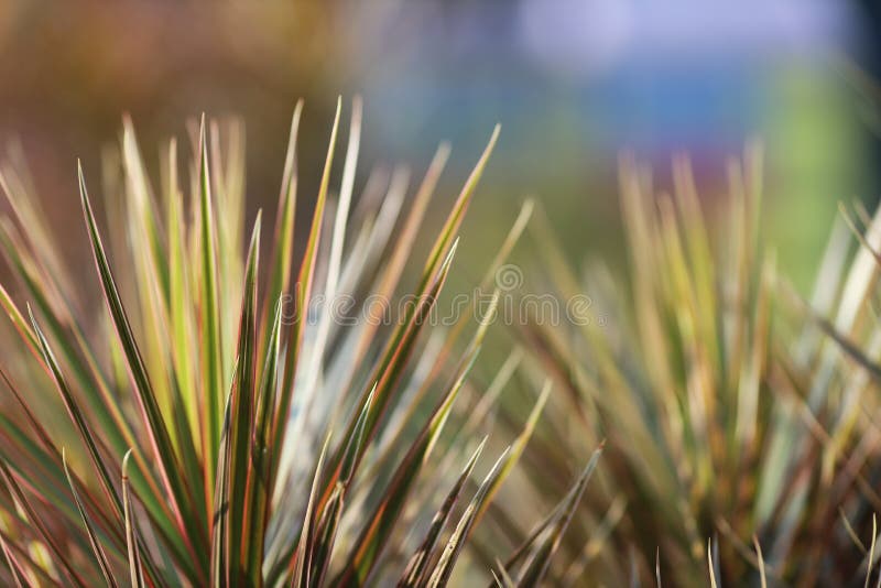 An Autumn Leaves on the Sun. Fall Blurred Background Stock Photo ...