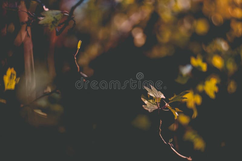 Autumn Leaves on the Sun. Fall Blurred Backdrop Stock Image - Image of ...