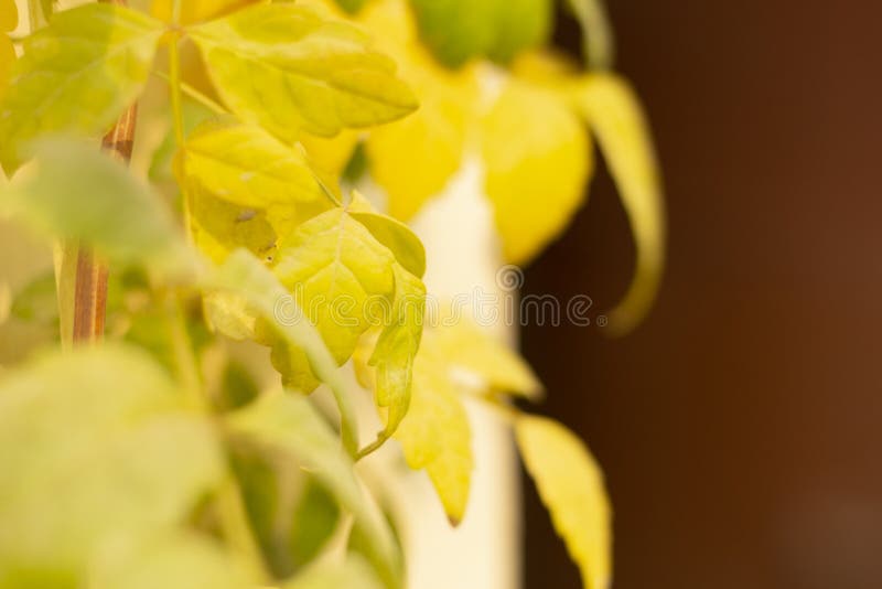 Autumn Leaves on the Sun. Fall Blurred Background Stock Image - Image ...