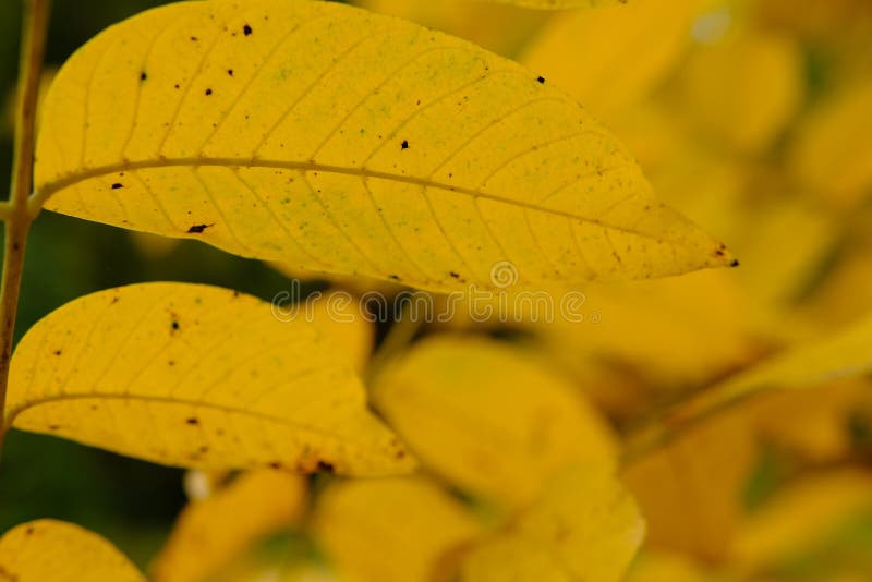 Autumn Leaves on the Sun. Fall Blurred Background Stock Image - Image ...