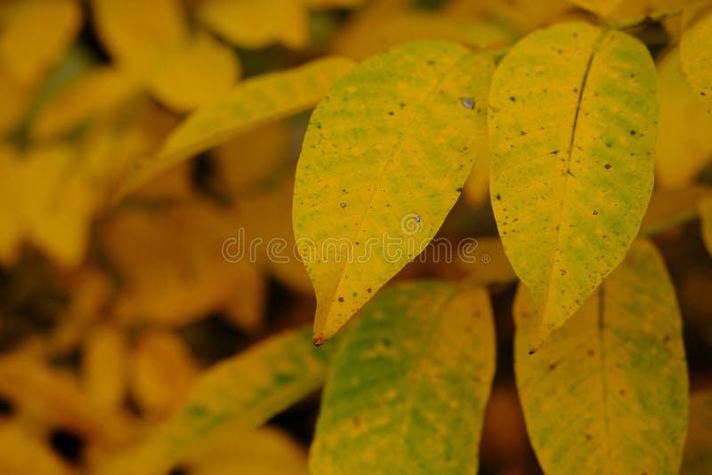 Autumn Leaves on the Sun. Fall Blurred Background Stock Photo - Image ...
