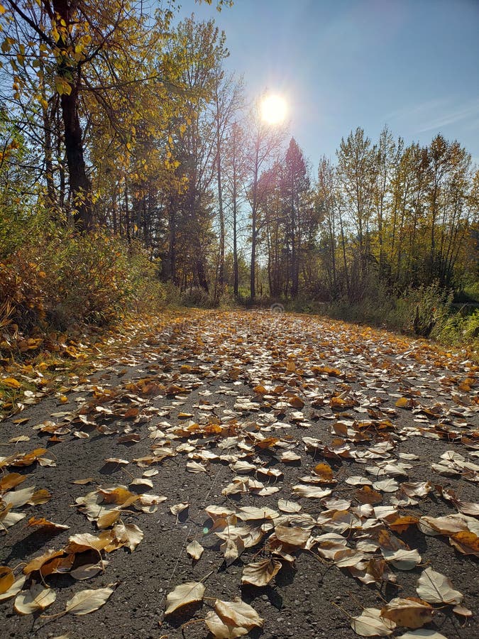 Autumn Leaves, Sun Rays with Trees Stock Image - Image of sunlight ...