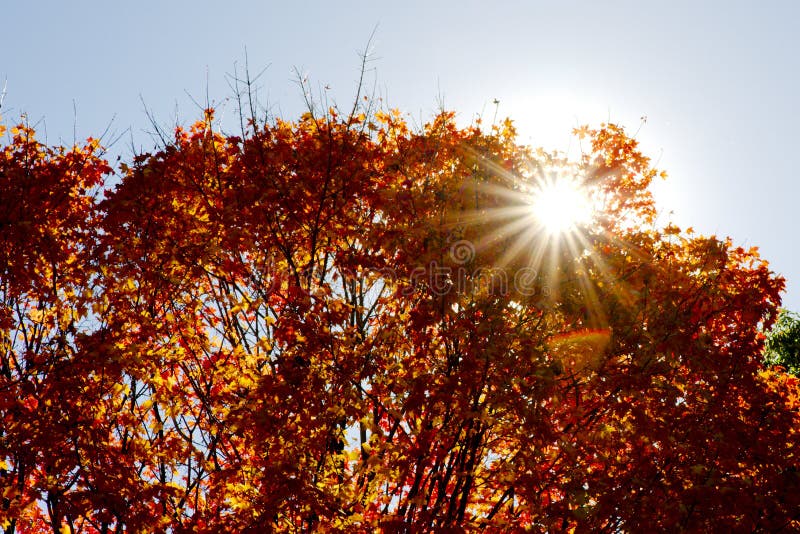 Autumn leaves on sunny day stock image. Image of canopy - 80582129