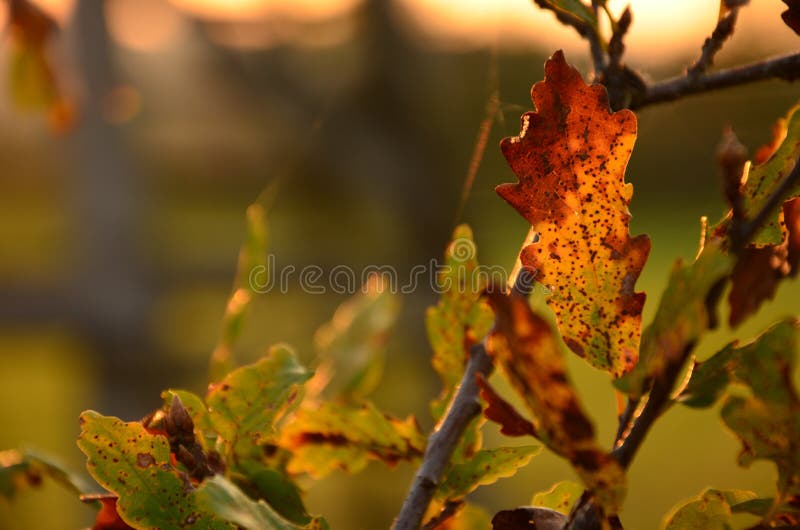 Autumn leaves stock photo. Image of abstract, green, season - 46881668