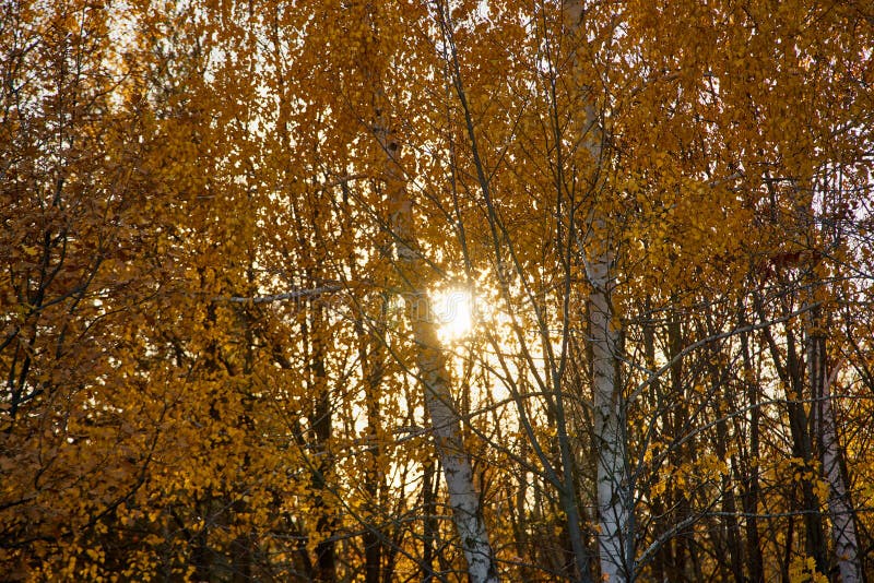 Autumn Leaves at Sunset in the Forest. Stock Photo - Image of fall ...