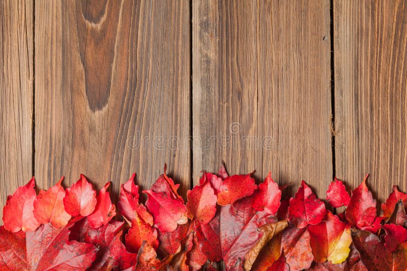Autumn leaves on table stock photo. Image of foliage - 46396750