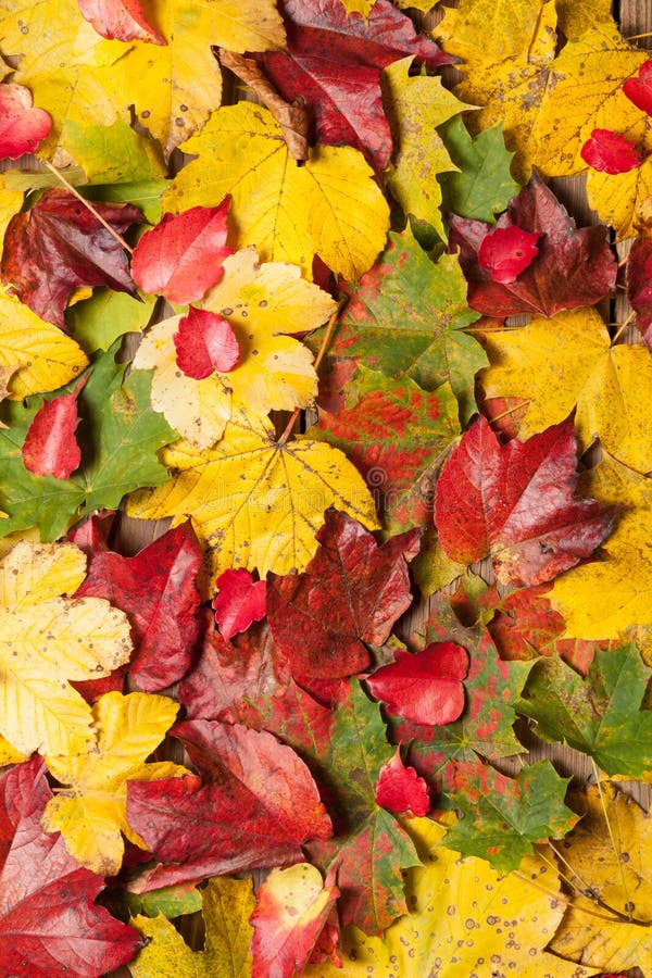 Autumn leaves on table stock photo. Image of color, beautiful - 46399992